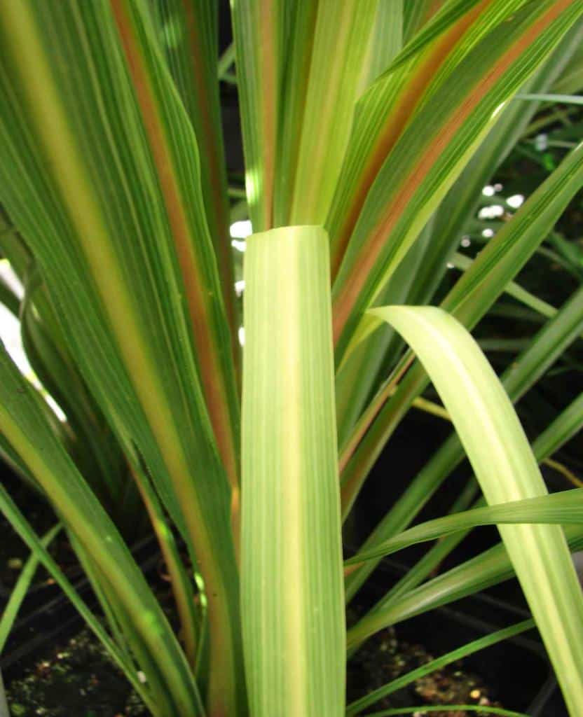 Cordyline australis : Growing and Care