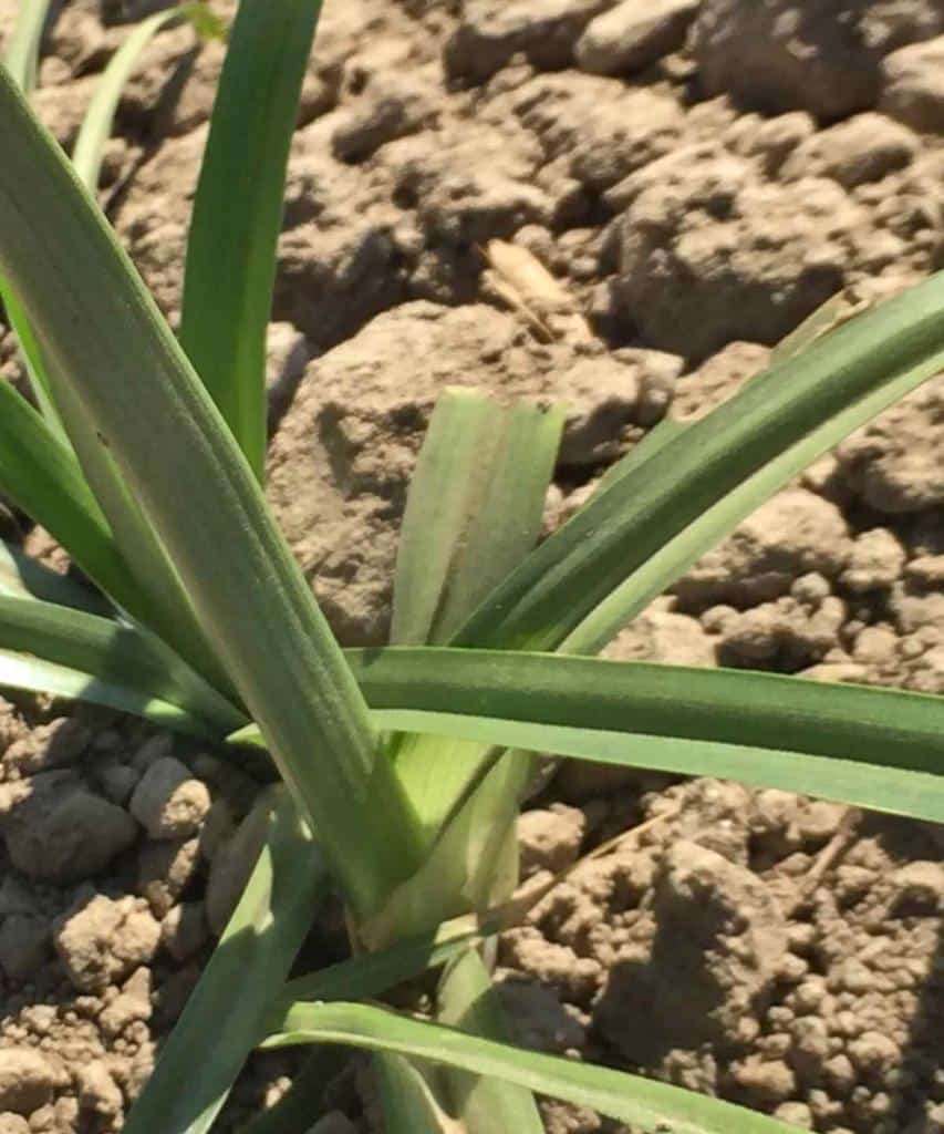 Chufa, a root vegetable that produces groundnuts – Nature & Garden