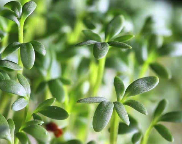 Watercress - health benefits and therapeutic value