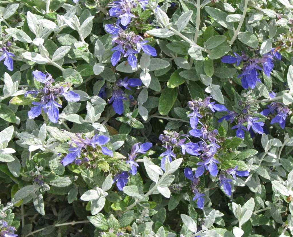 Silver and blue, 3 shrubs to bring blue flowers to dry gardens