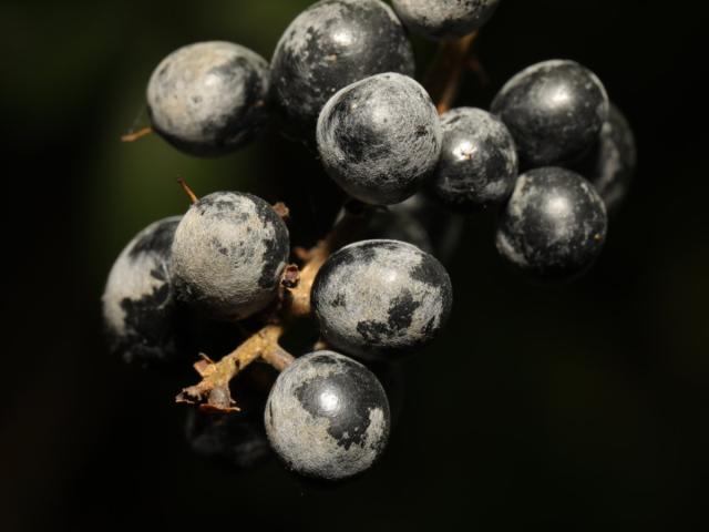 Botrytis gray rot, a gardener's nightmare and how to beat it