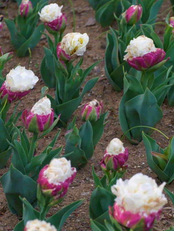 Ice cream tulip, two scoops of vanilla and strawberry on a flower, please!