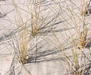 Marram, the holder of dunes [protects seaside gardens from erosion]