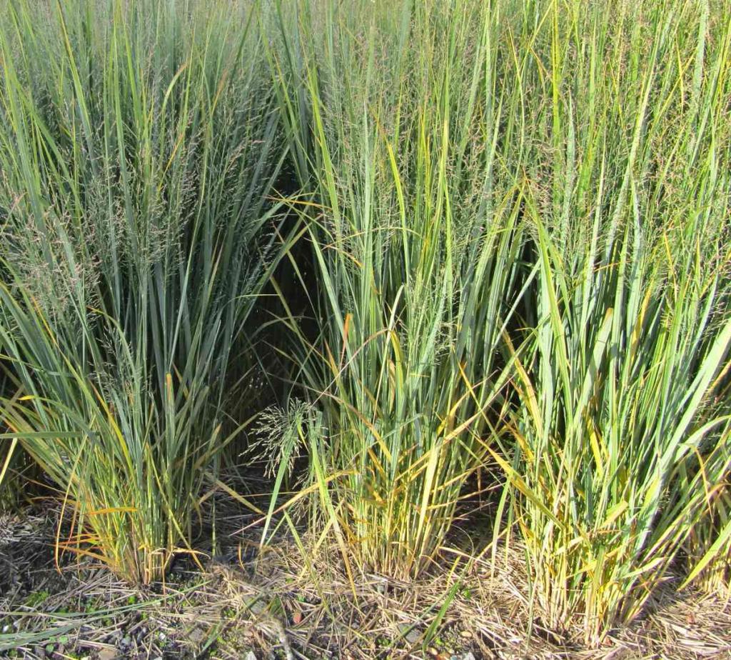Panicum virgatum, an upright clumping grass with many stunning varieties