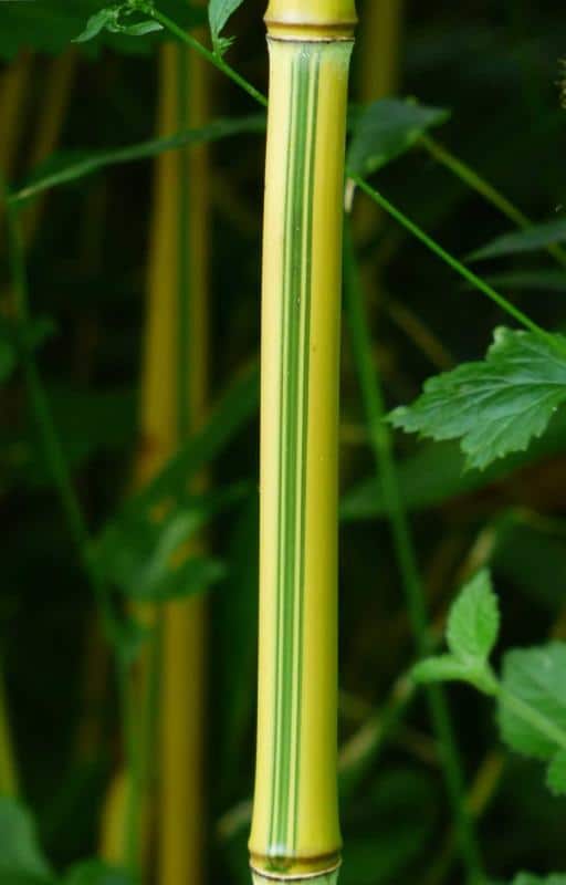 Phyllostachys, a tallish bamboo great for hedges and landscaping