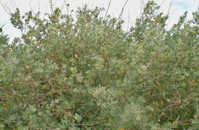 Sea orache, a saltbush with leaves you can eat straight from the hedge