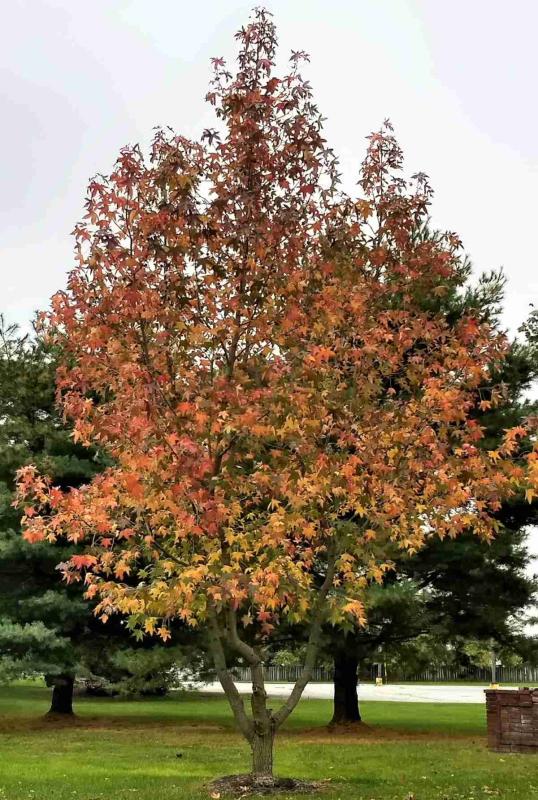 Sweetgum - planting, pruning, and care