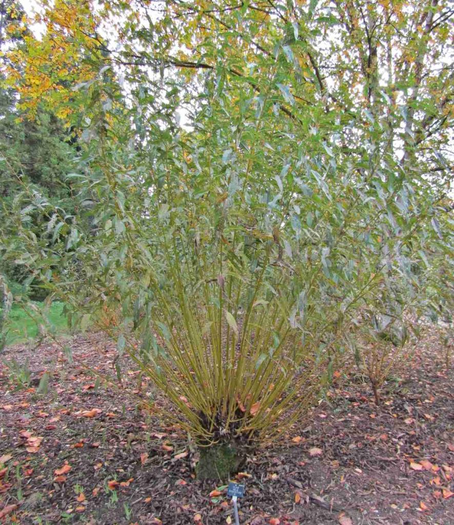 White willow, from short fiery bark shrubs to tall Rivendell-worthy giants