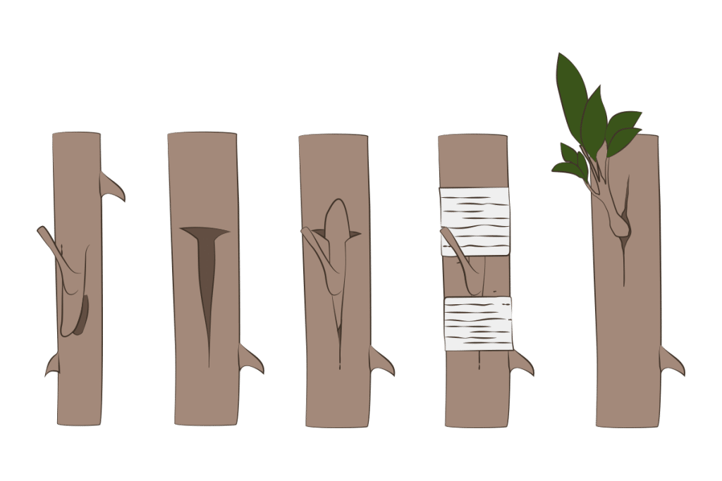 Grafting, purpose and main techniques (with clear steps)