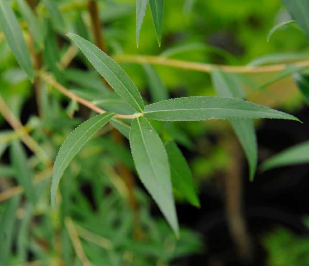 White willow, a light, breezy willow to line riverbeds and lakes ...