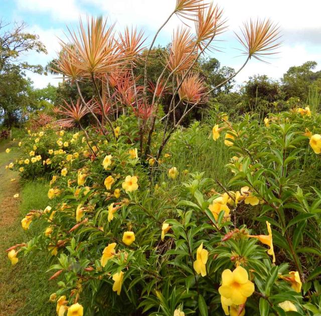 Allamanda, planting and growing the Golden Trumpet vine