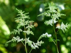 Goat’s beard, feathery white plumes of the Aruncus dioicus plant ...