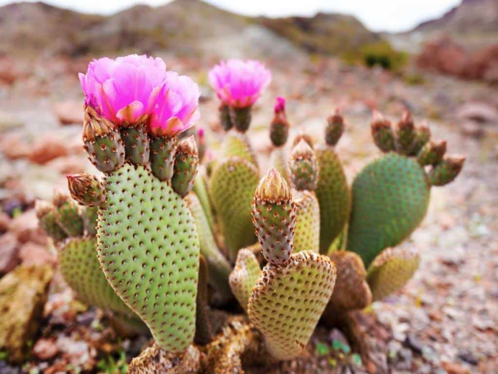 Barbary fig, the cactus with paddles and prickly pear fruits – Nature ...