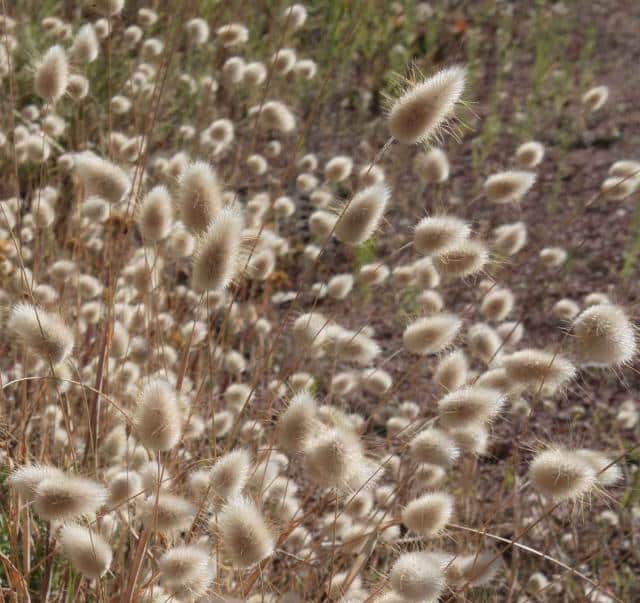 Bunny tail grass, swaying tufts of rabbit-like tails in the wind