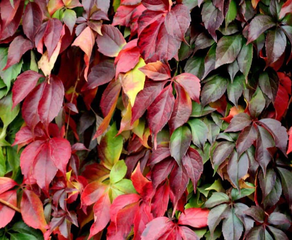 Grow climbing plants in your garden – Nature & Garden