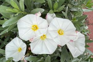Convolvulus, caring for shrubby bindweed to get beautiful ground cover
