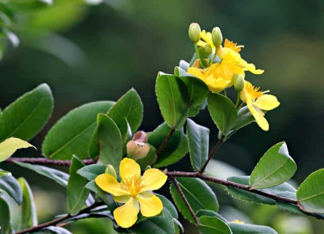 Hypericum : Plant Growing & Care Guide