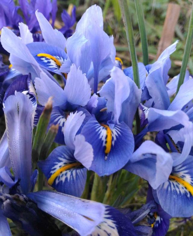 Iris reticulata, the cute early blue spring bulb, grow a carpet of blue ...
