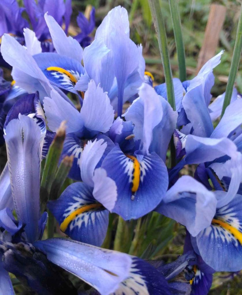 Iris reticulata, a bulb with zero care and short, early wild blue flowers