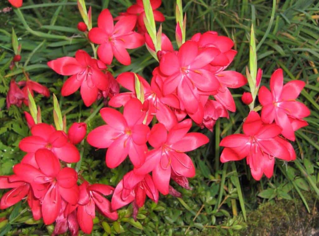Schizostylis, kaffir lily: Growing and Care