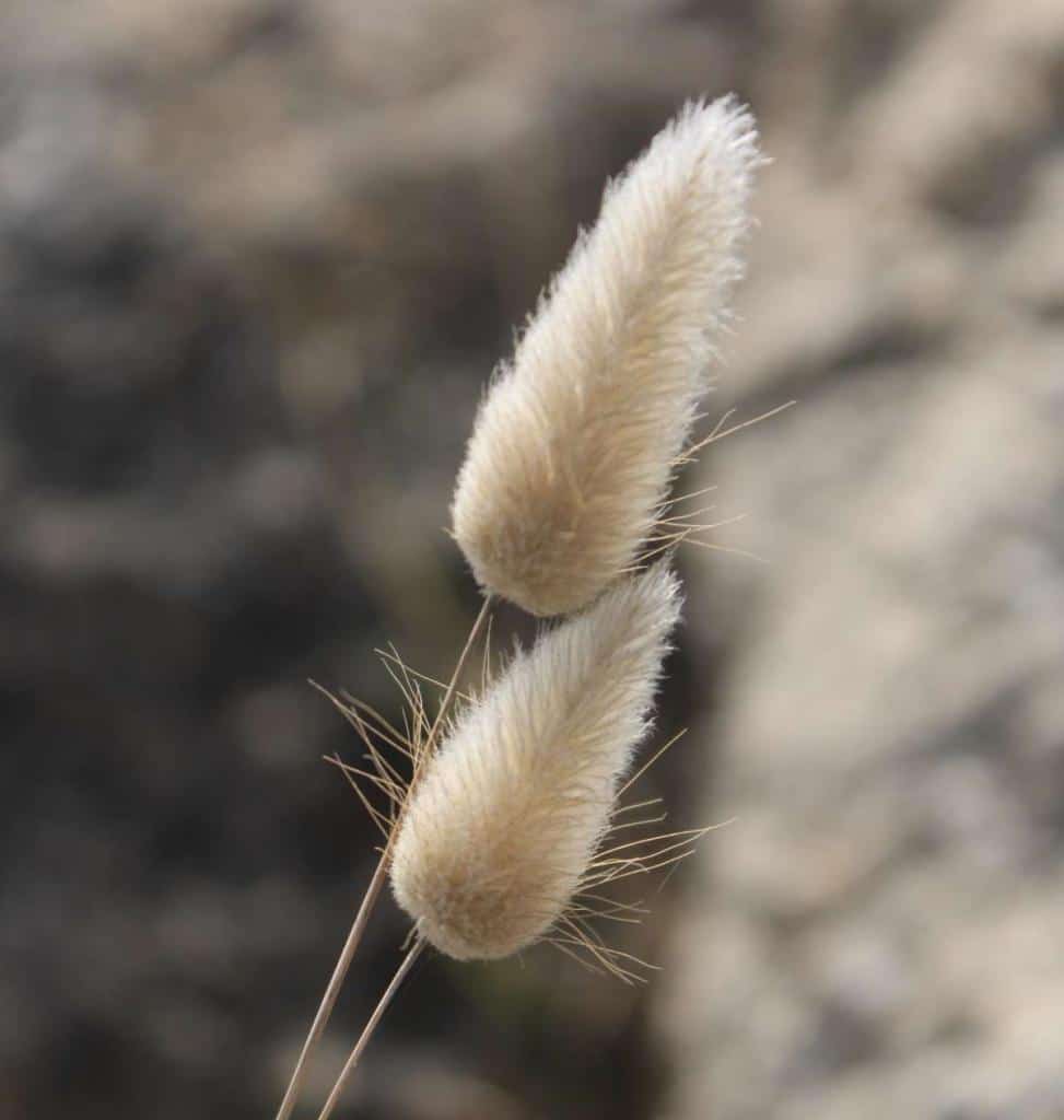 Bunny tail grass, swaying tufts of rabbit-like tails in the wind