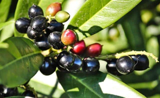 Prunus laurocerasus, a shrub with leathery evergreen foliage – Nature ...