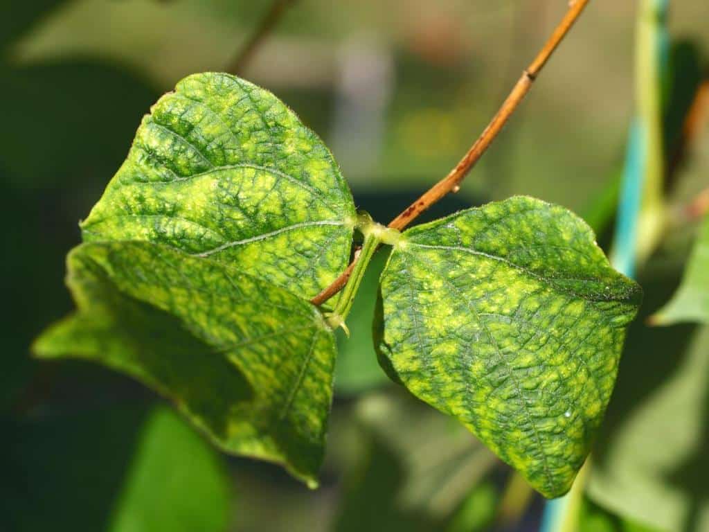 Bean blight, 7 reasons behind wilting bean leaves