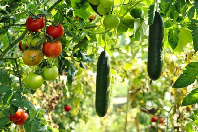 Cross-pollination – what is it and when to avoid it