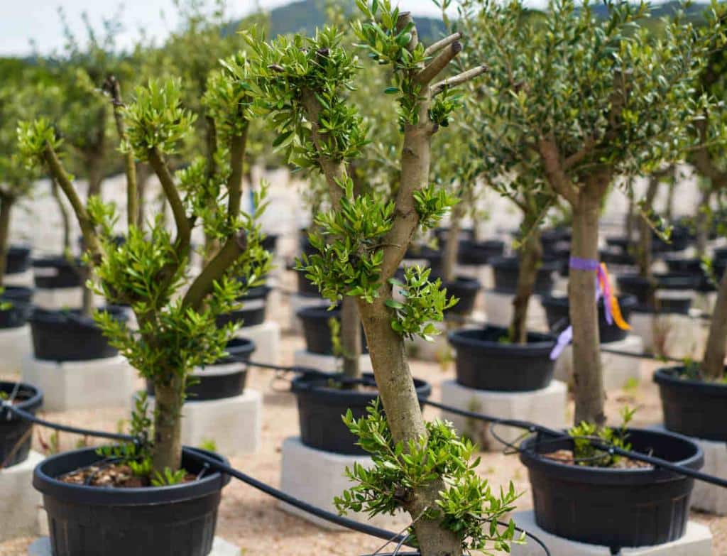 How to Grow & Care for Olive Trees
