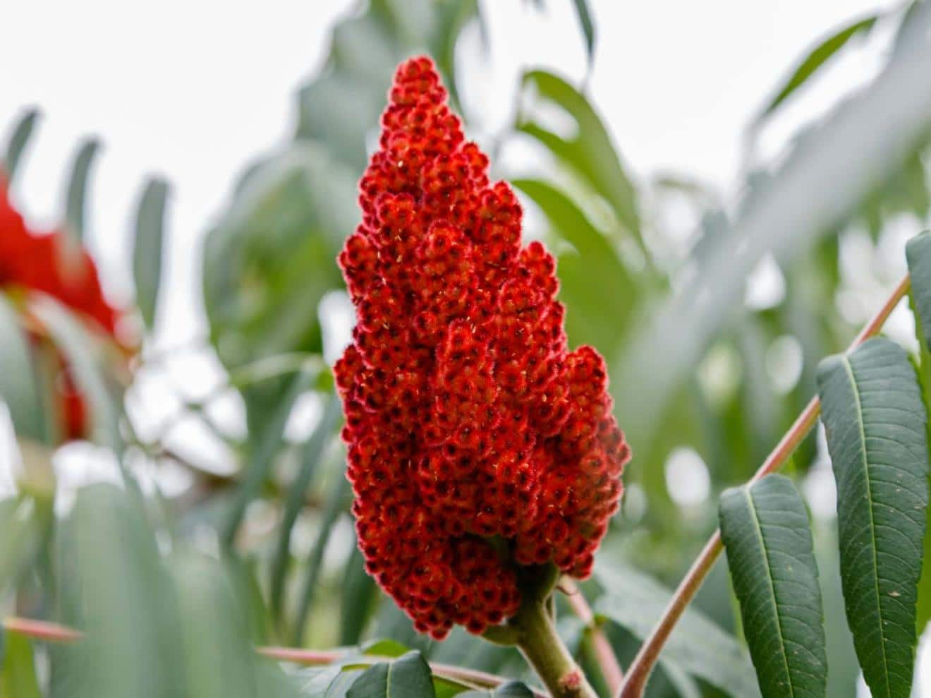 Staghorn sumac - pruning, care, Rhus typhina toxicity