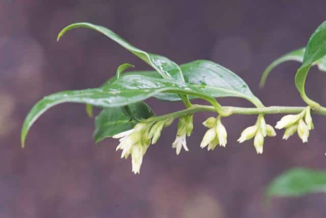 Sweet box - planting, pruning, and advice on caring for it