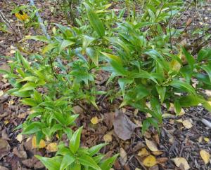Sweet box - planting, pruning, and advice on caring for it