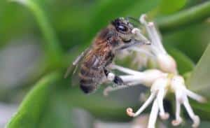 Sweet box - planting, pruning, and advice on caring for it