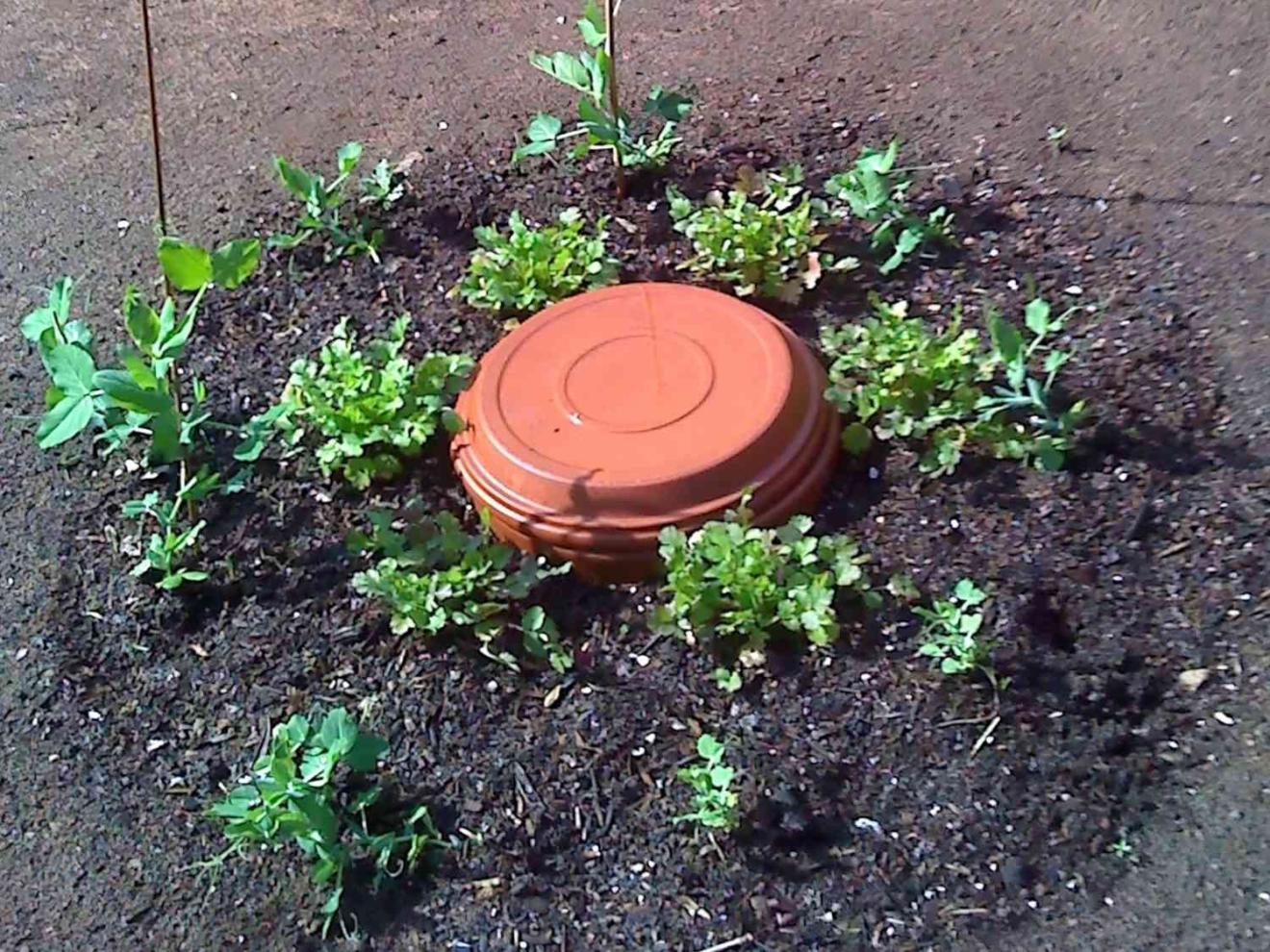 Watering plants, key points to know