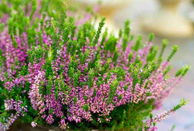 Heather, short and beautiful - care, pruning, types, fertilizer