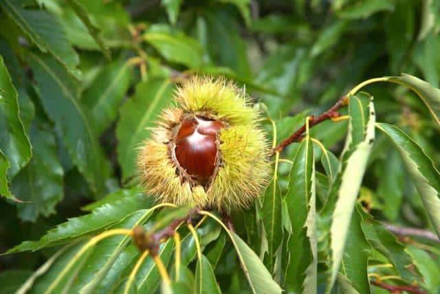 Chestnut tree, a towering orchard giant, delicious roasted nuts!