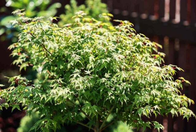 Japanese maple - Growing and Care
