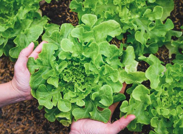 Corn salad - sowing, growing, collecting and harvesting corn salad