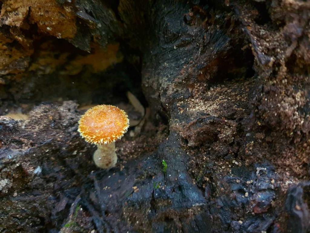 Honey fungus, impending tree death by armillaria root rot