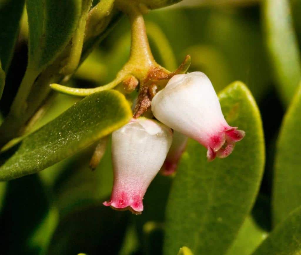 Bearberry - properties, health benefits and therapeutic value