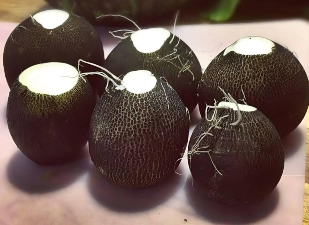 Black radish - health benefits and therapeutic value for the body