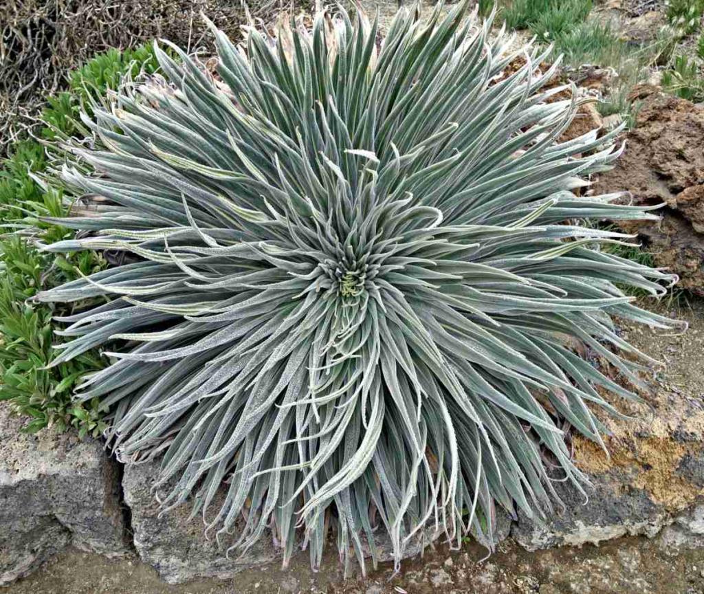 Bromelia - tips and guidance for the best possible care