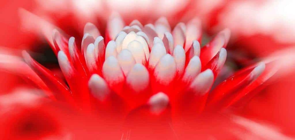 Bromelia - tips and guidance for the best possible care