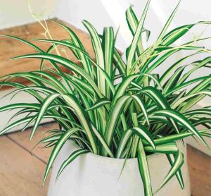 Ribbon plant - planting and advice on caring for it