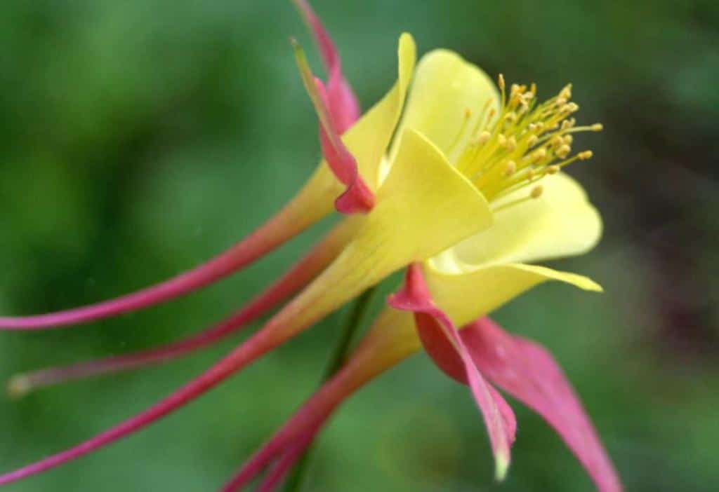 Columbine - sowing, care, blooming, dividing
