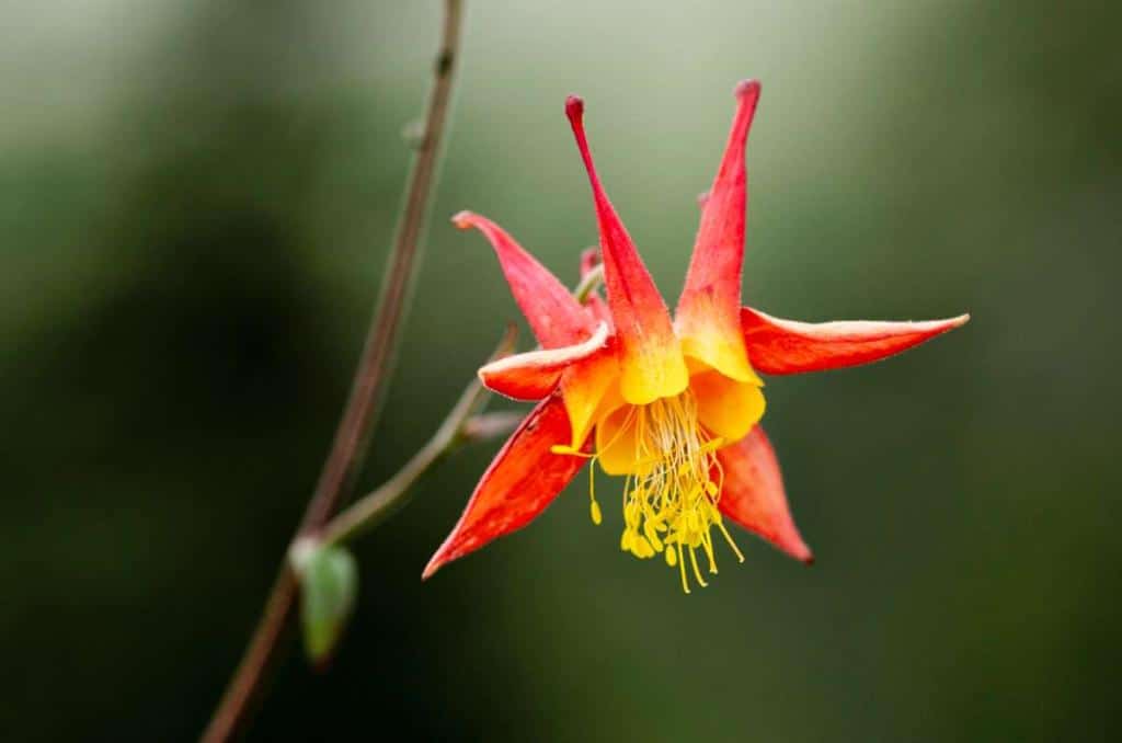 Columbine - sowing, care, blooming, dividing
