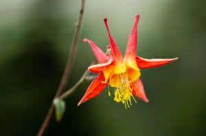 Columbine - sowing, care, blooming, dividing