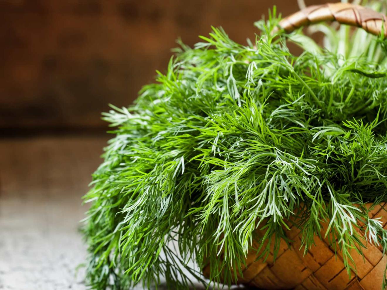 Aniseed - how to grow it and harvest seeds, leaves for cooking