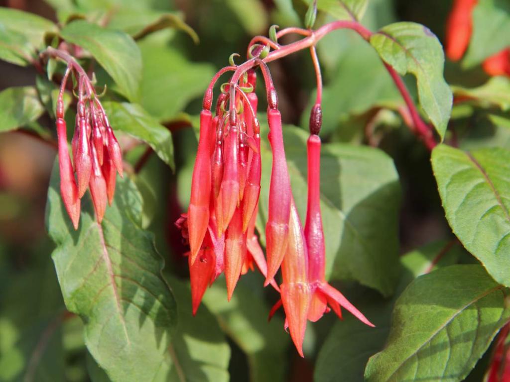 Fuchsia fulgens - planting, pruning, and care