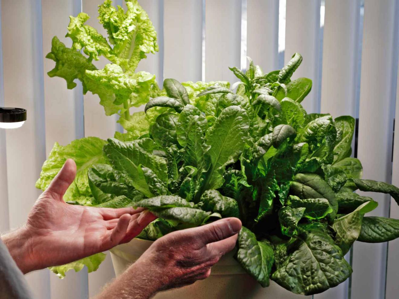 Repotting - how to repot a plant and when, precautions & tips